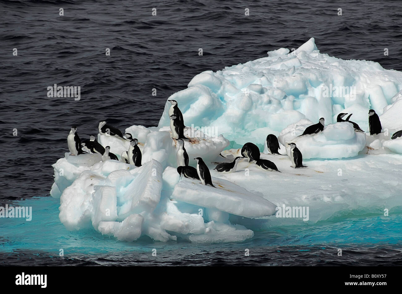 bearded penguin, chinstrap penguin (Pygoscelis antarctica), small group ...