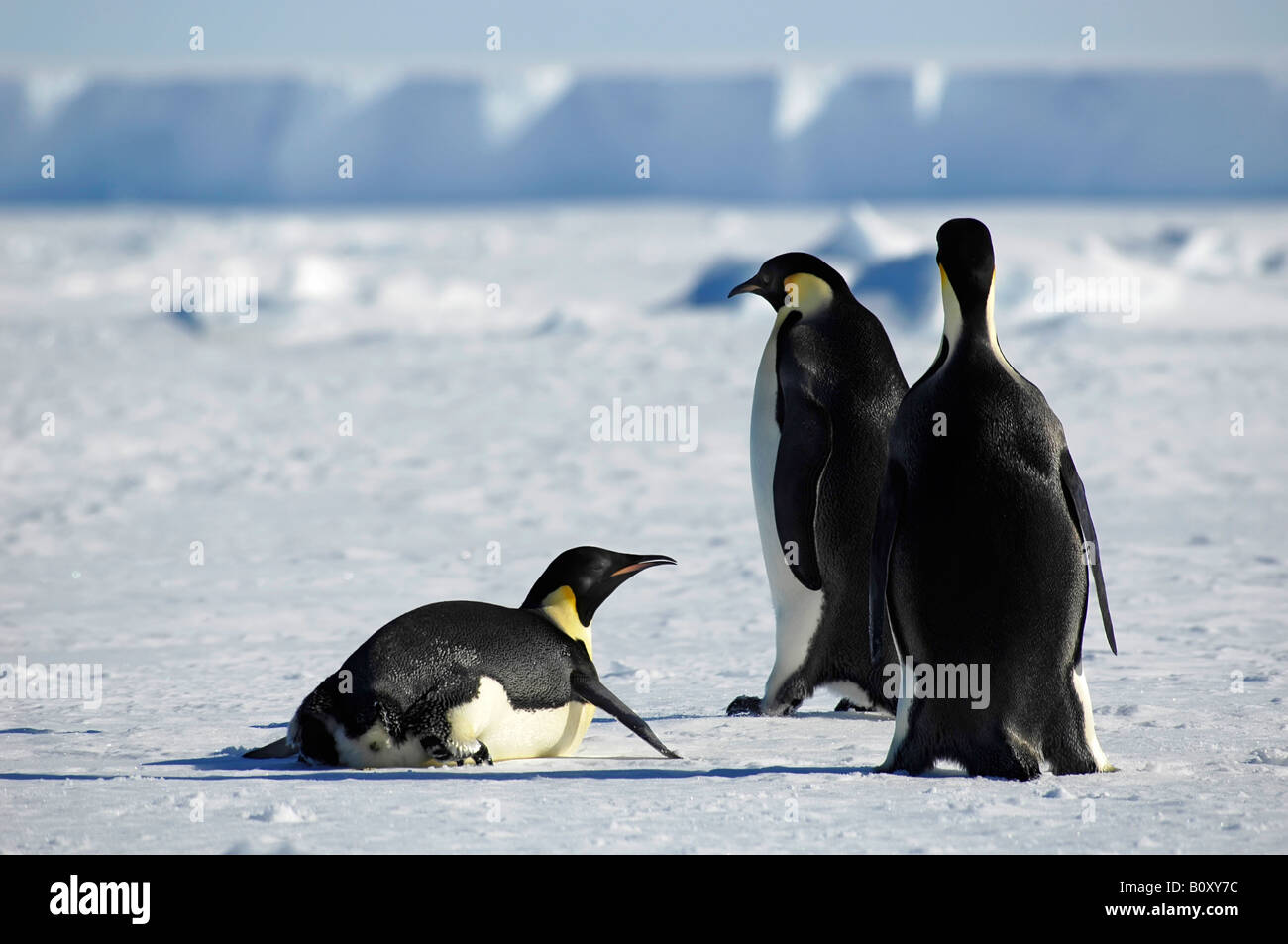 Polar Ice Caps Animals High Resolution Stock Photography and Images - Alamy