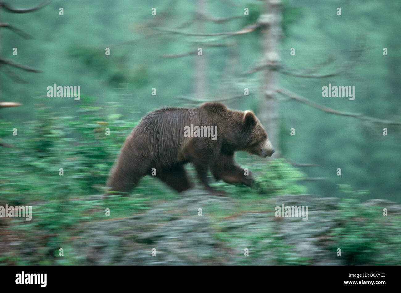 brown bear (Ursus arctos), running pup Stock Photo - Alamy