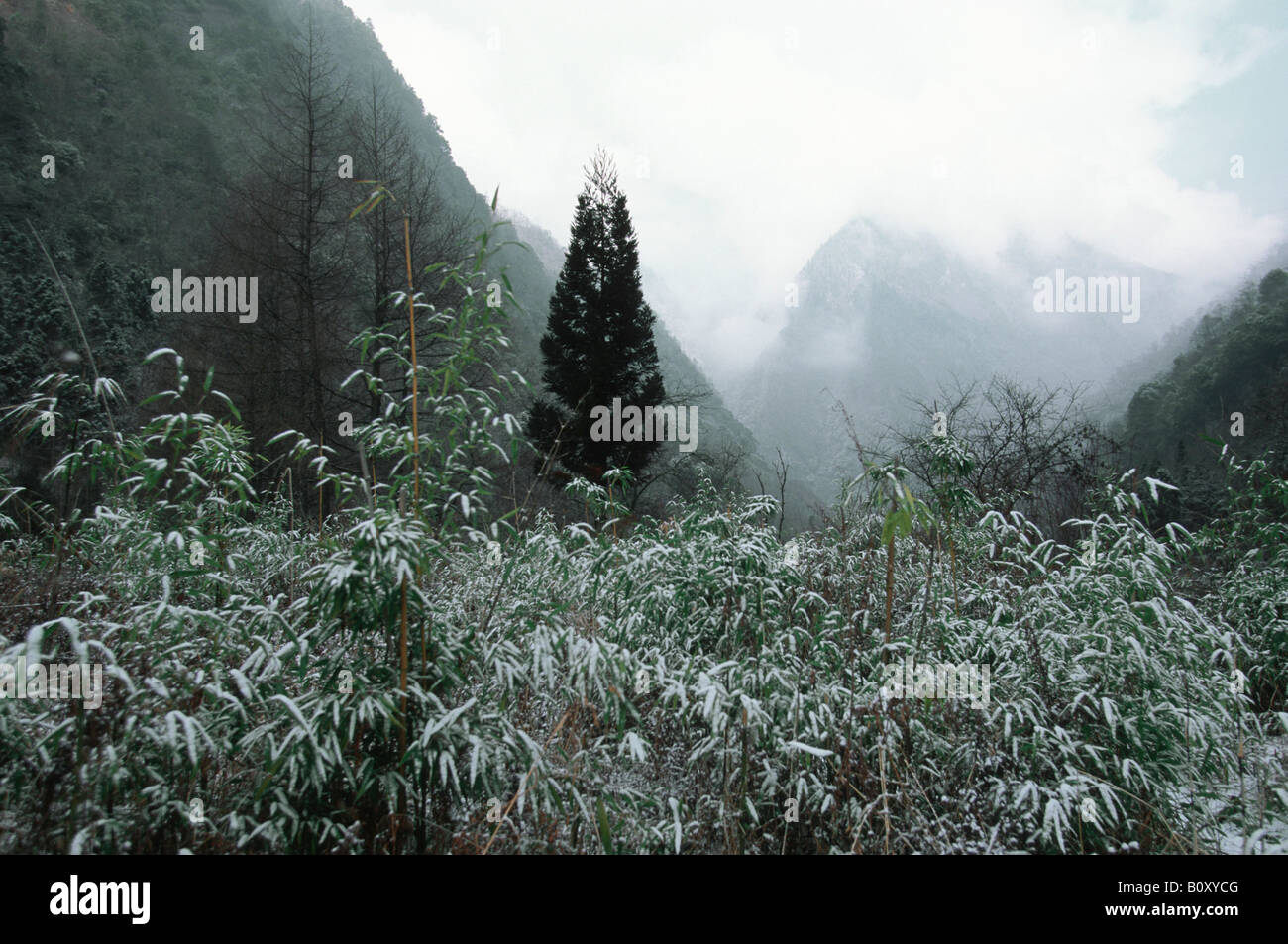 giant panda (Ailuropoda melanoleuca), Wolong Valley, biotop of giant ...