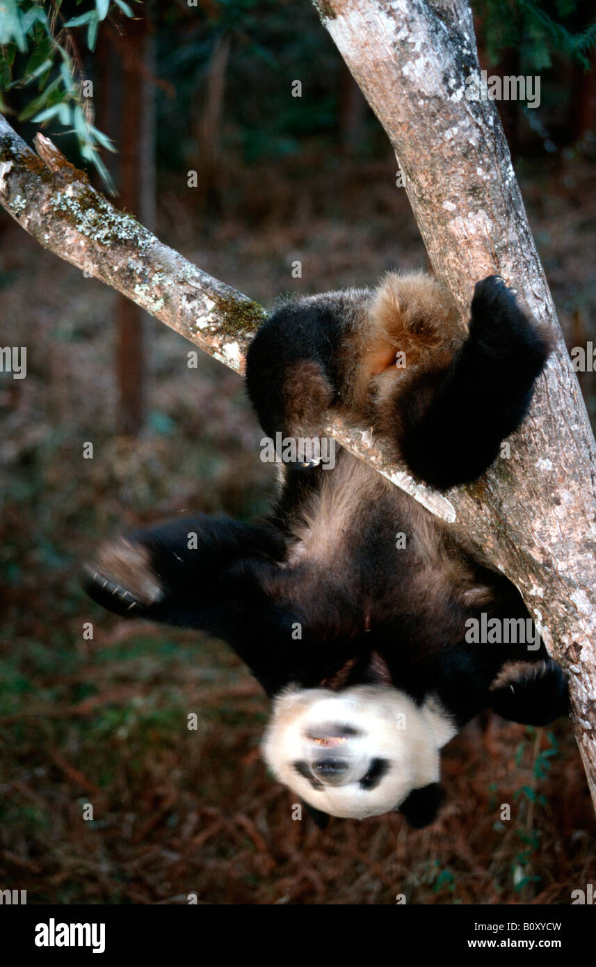 giant panda (Ailuropoda melanoleuca), falling from a tree, China ...