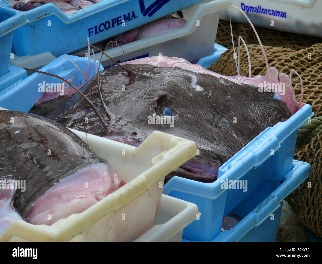 Atlantic angler fish, angler, monkfish (Lophius spec.), bycatch on a ...