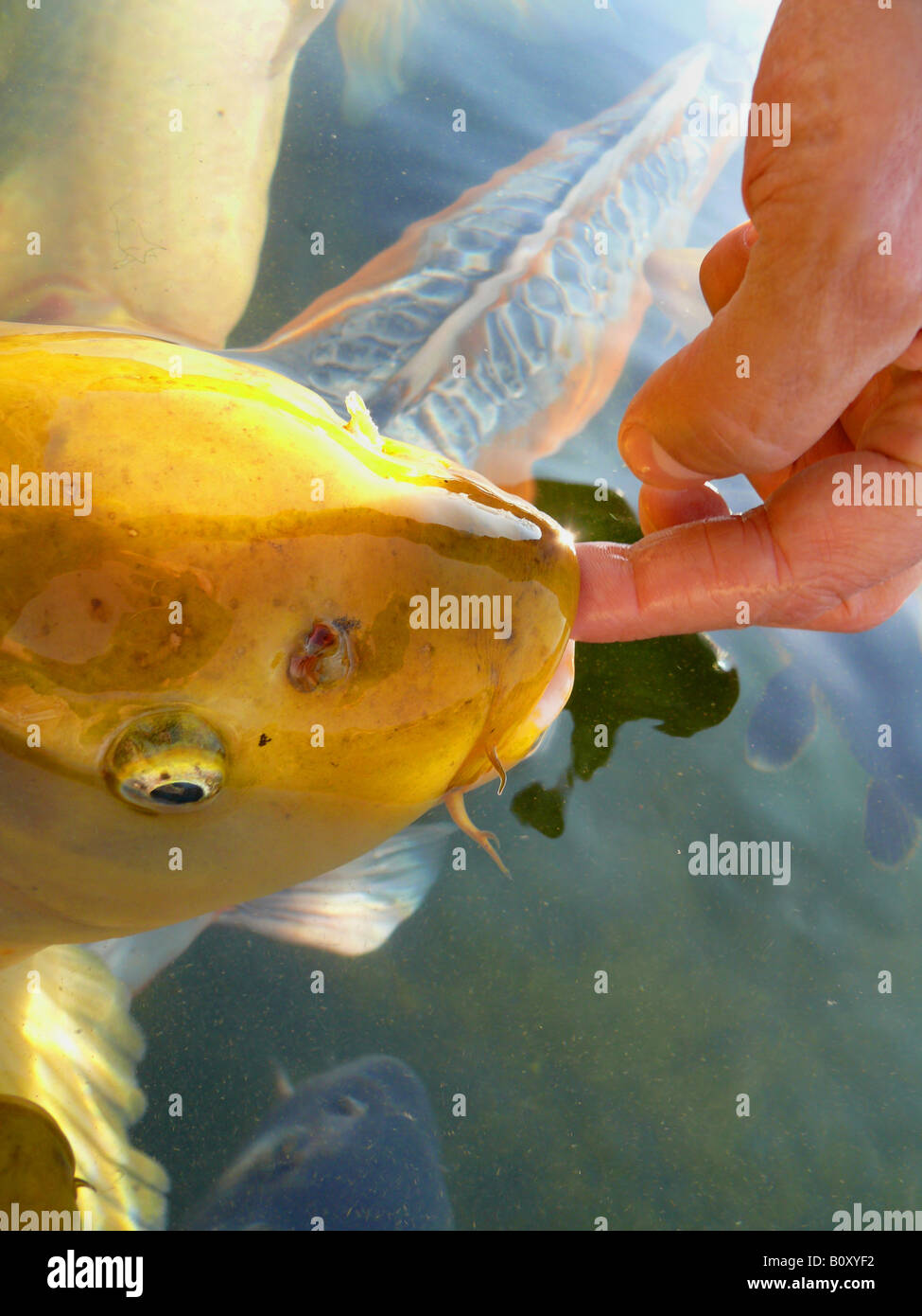 koi carp (Cyprinus carpio), single animal sucking on a human finger ...