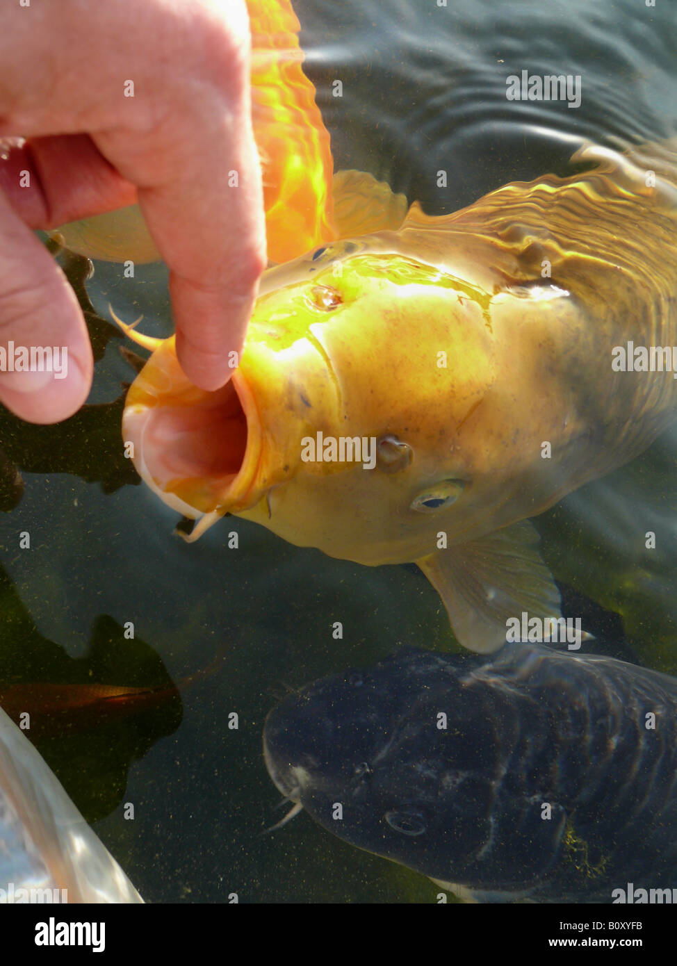 koi carp (Cyprinus carpio), single animal touched by a human hand Stock ...