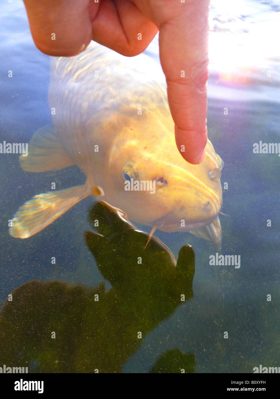 koi carp (Cyprinus carpio), single animal touched by a human hand Stock ...