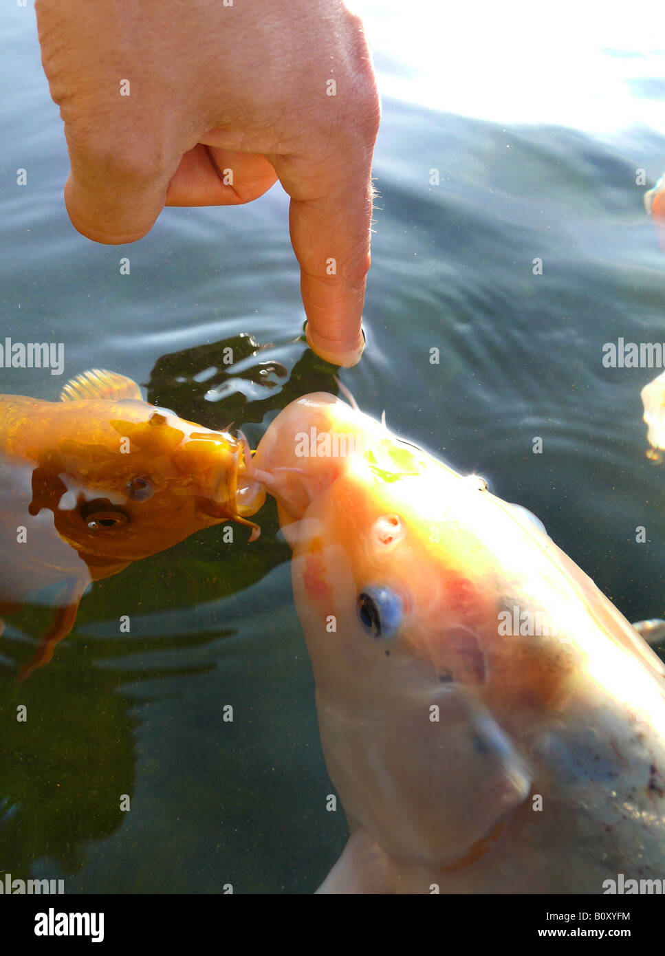 koi carp (Cyprinus carpio), two animals touched by a human hand Stock ...