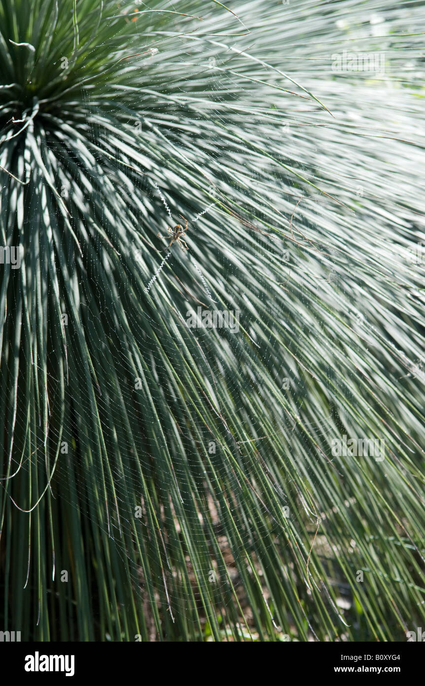 Grass tree with spider web Brisbane Queensland Australia Stock Photo ...