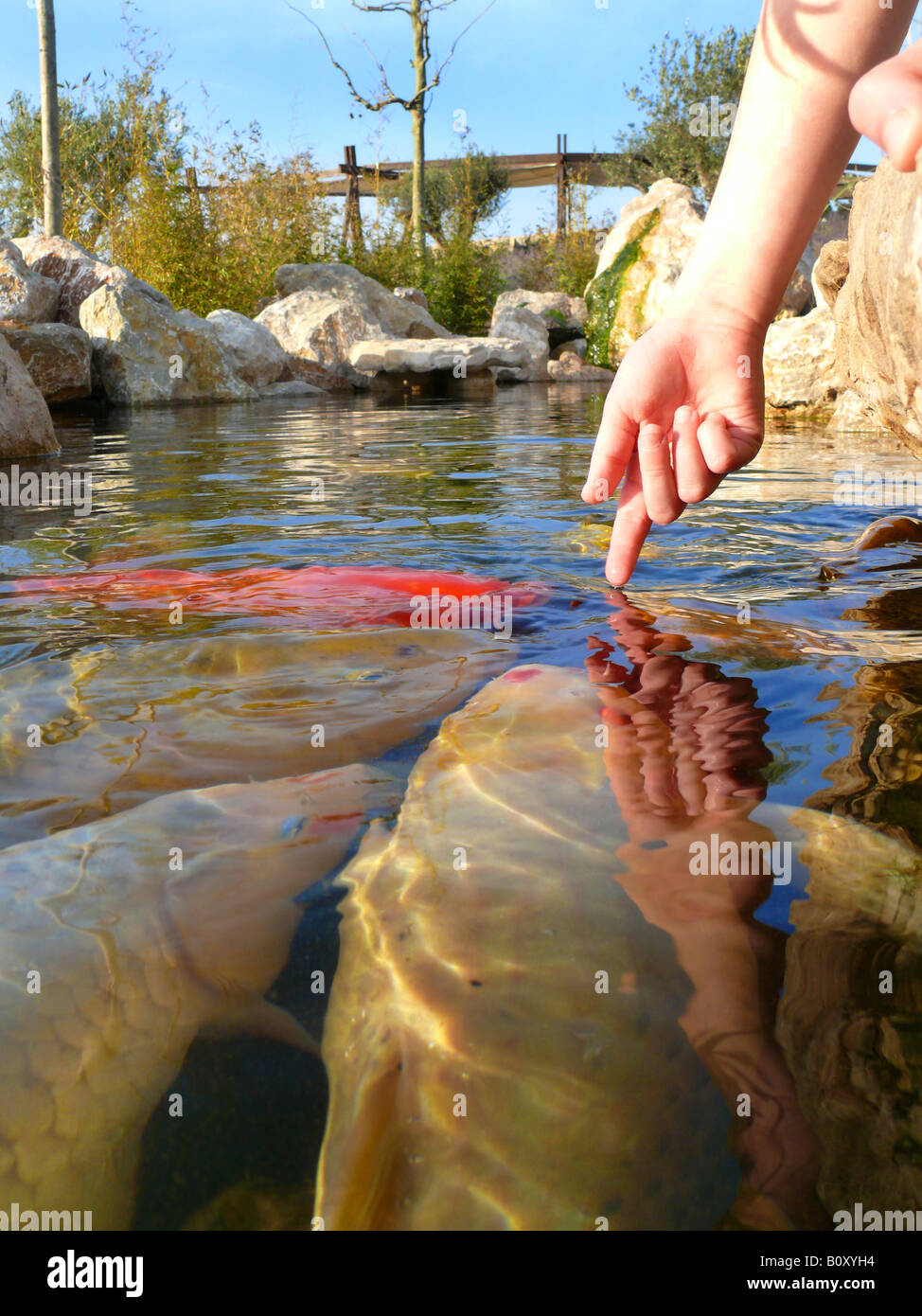 koi carp (Cyprinus carpio), human hand and numerous animals at the ...