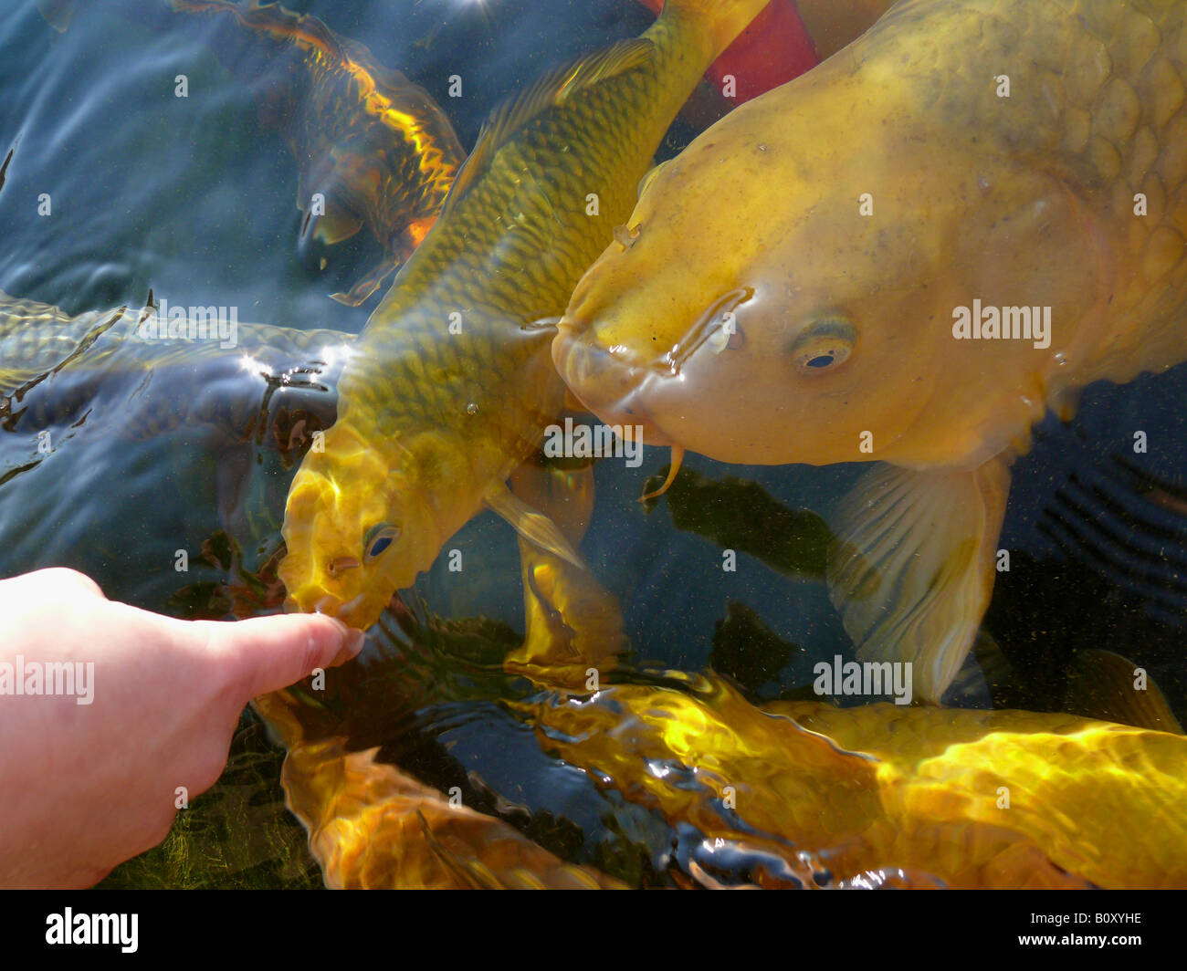 koi carp (Cyprinus carpio), human hand and numerous animals at the ...