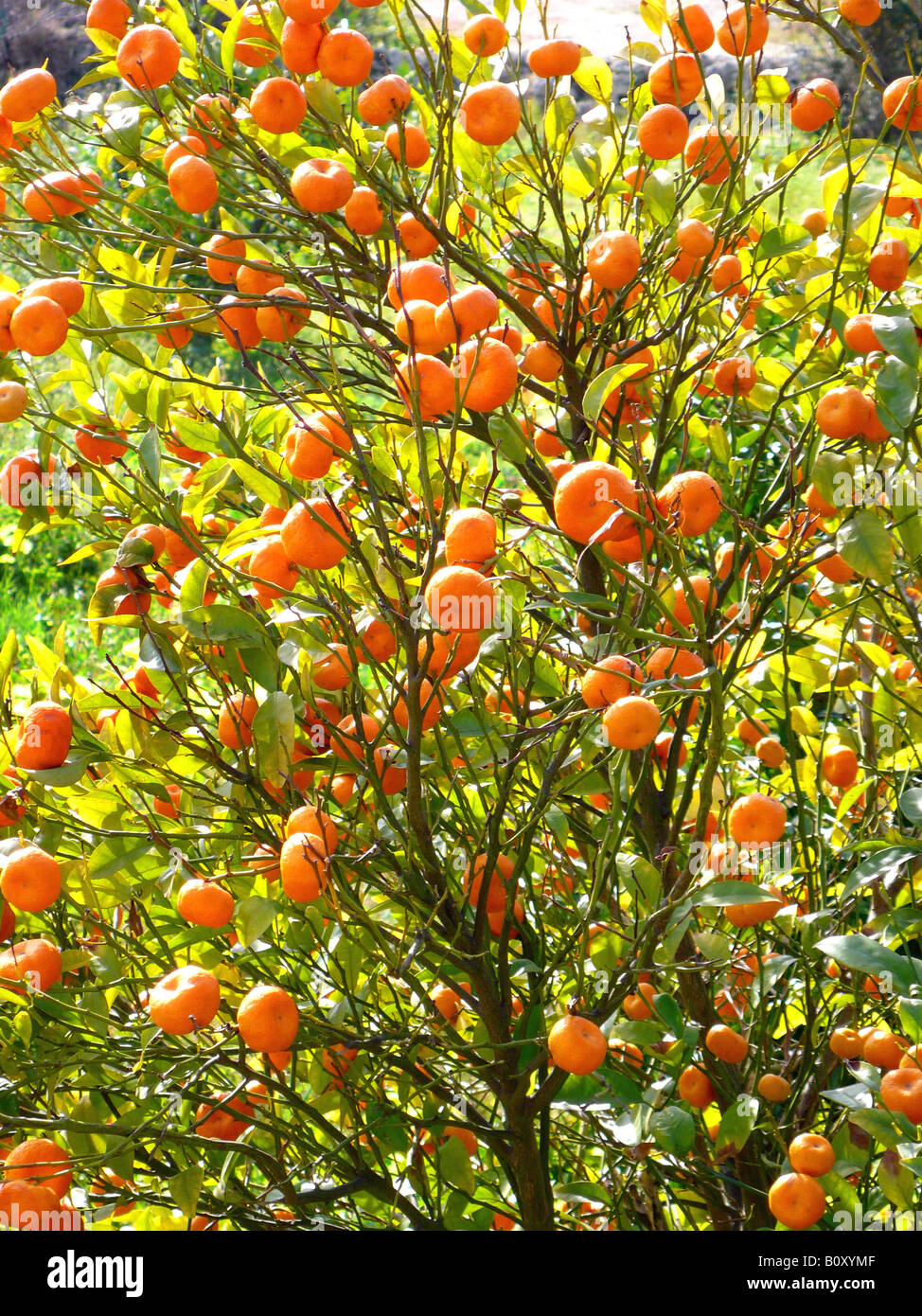 mandarin, tangerine (Citrus reticulata), fruiting tree, Spain, Majorca ...