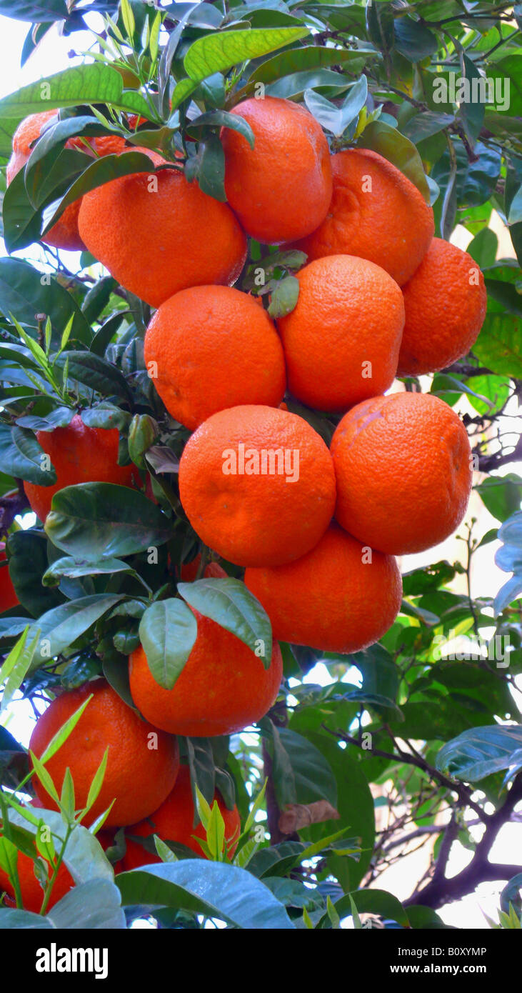 mandarin, tangerine (Citrus reticulata), fruiting branch, Spain ...