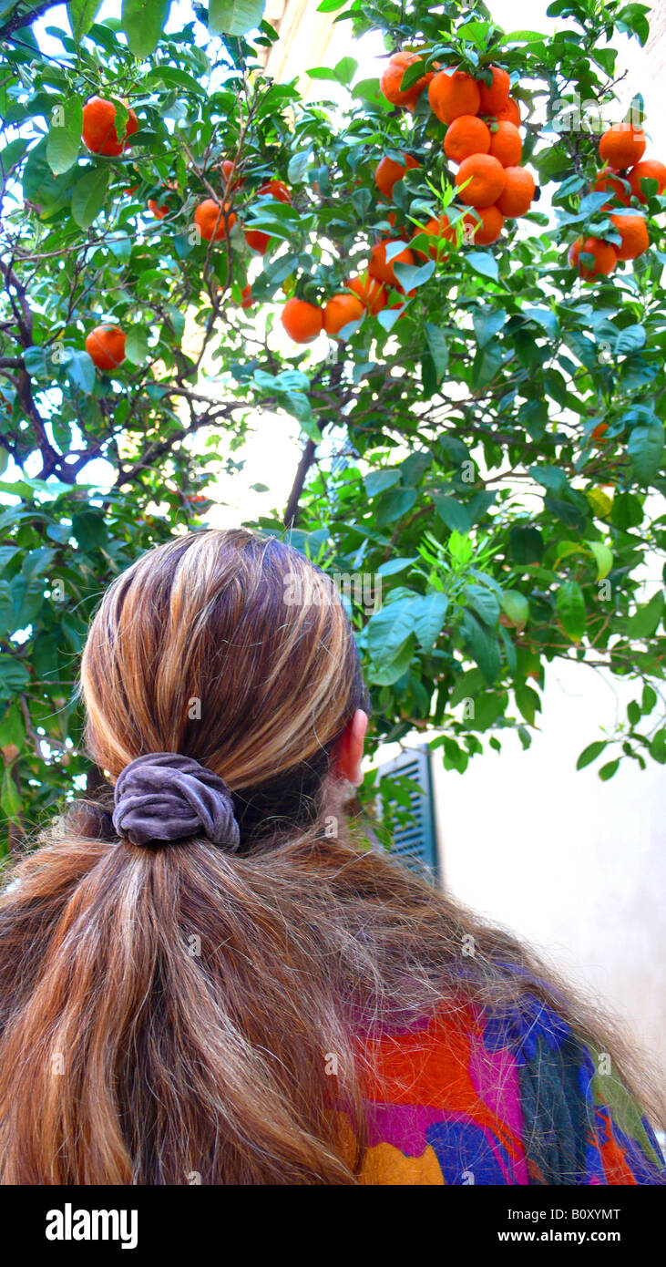 mandarin, tangerine (Citrus reticulata), tourist regarding tangerines ...