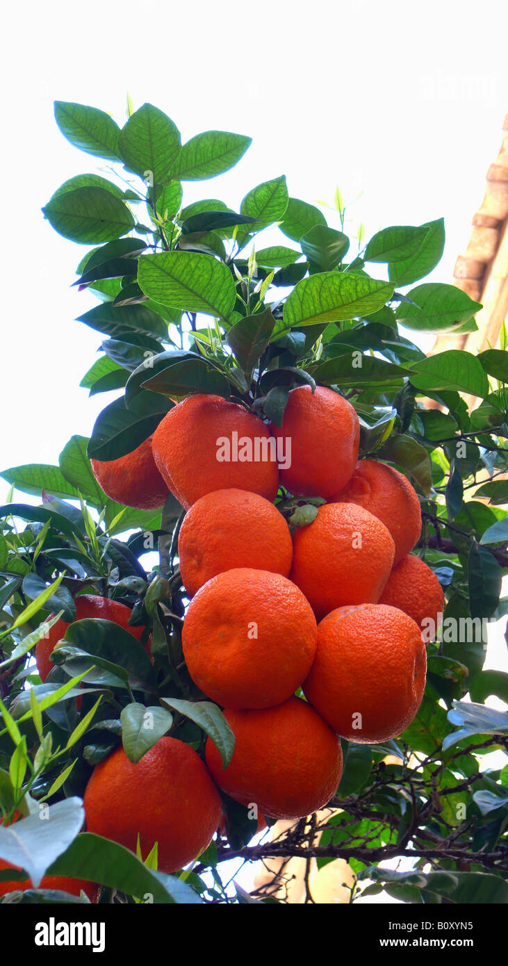 mandarin, tangerine (Citrus reticulata), fruiting branch, Spain ...
