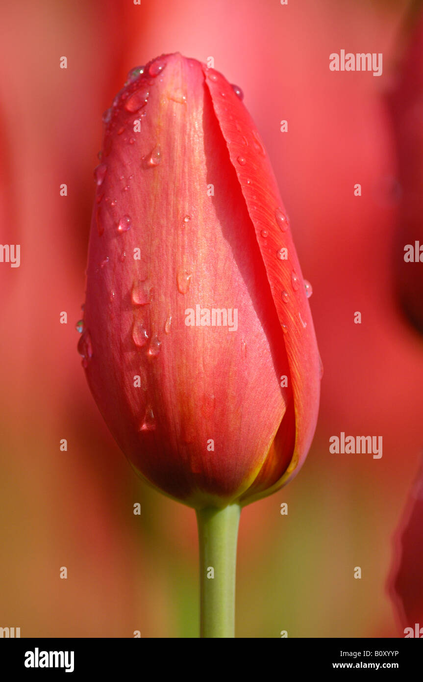 common garden tulip (Tulipa spec.), flower Stock Photo - Alamy