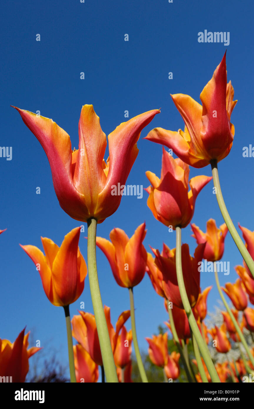 common garden tulip (Tulipa spec.), flowers against blue sky Stock ...