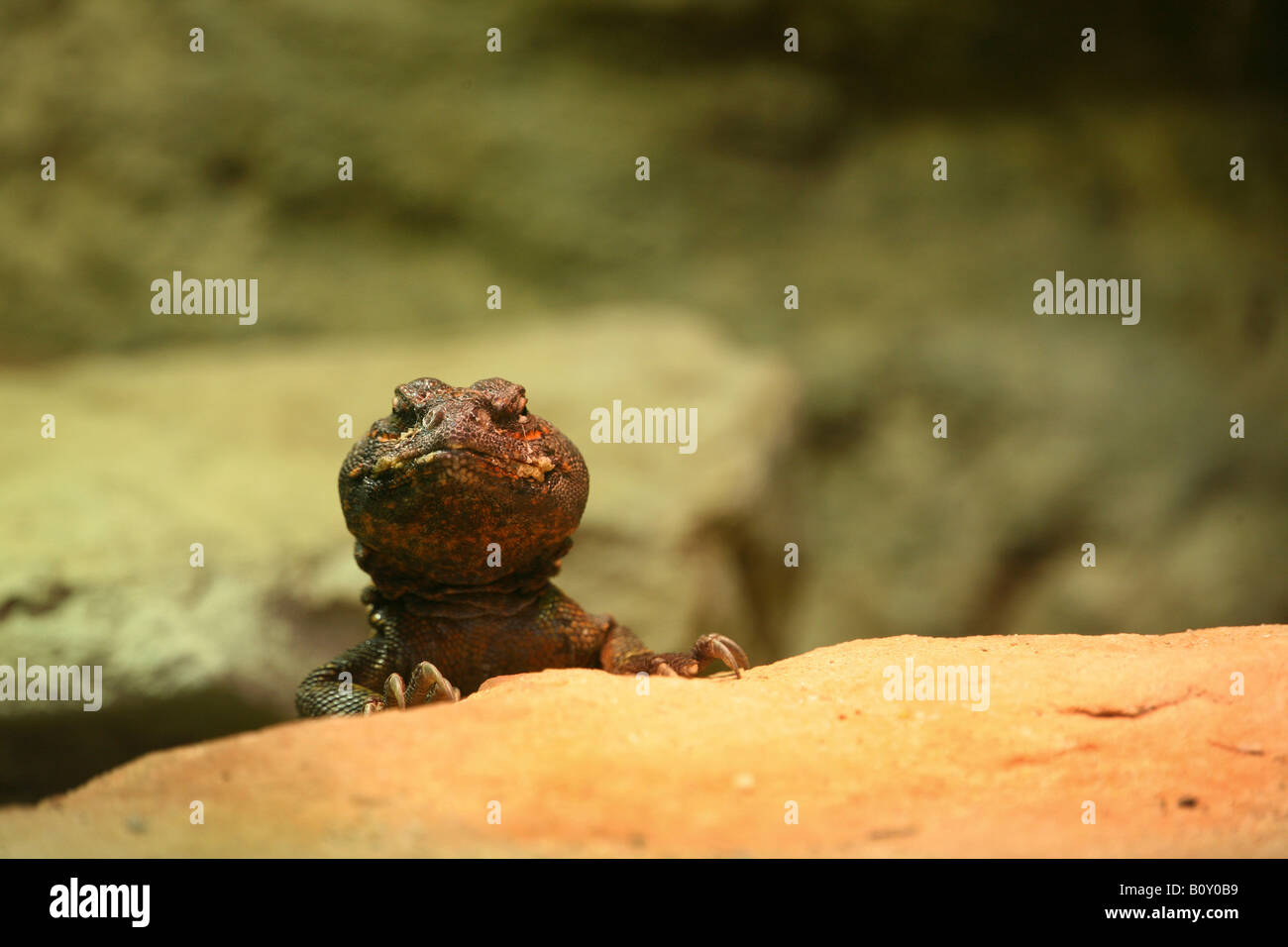 African spiny tailed lizard hi-res stock photography and images - Alamy
