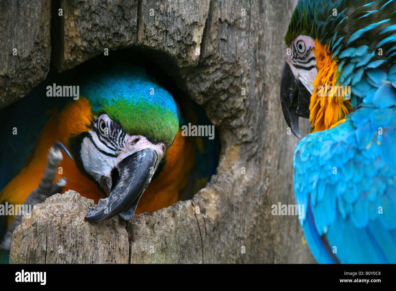 blue and yellow macaw (Ara ararauna), couple at tree hole Stock Photo - Alamy