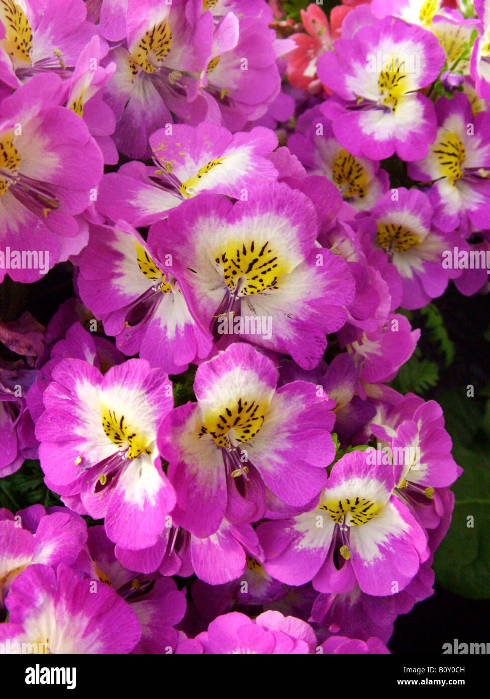 Butterfly Flower, Poorman's Orchid (Schizanthus x wisentoensis ...