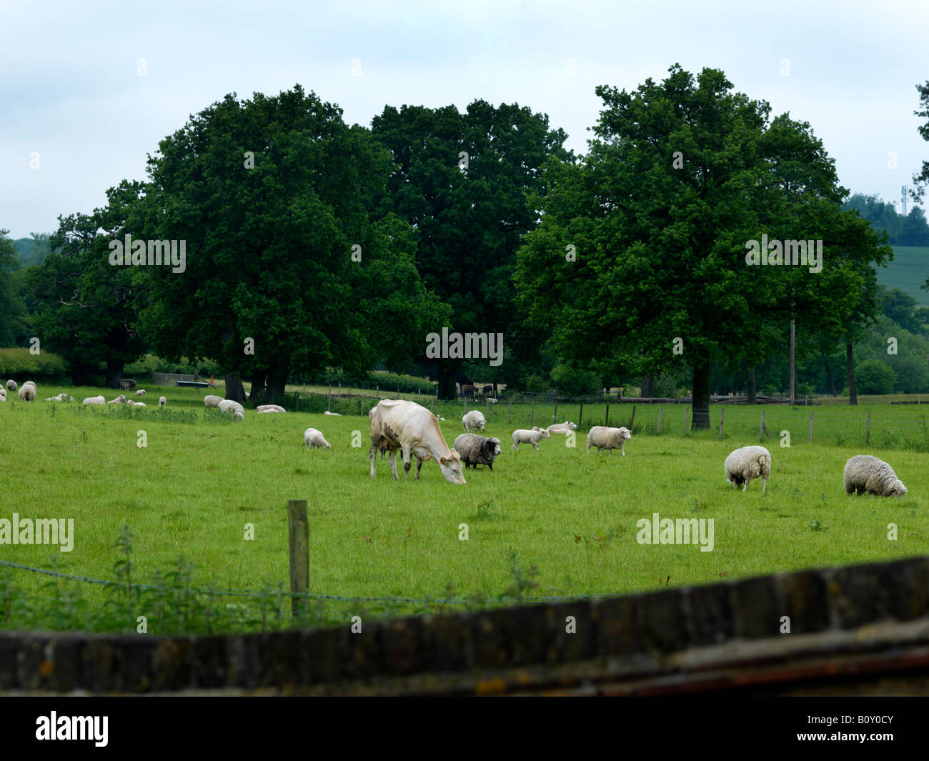Cows and sheep grazing mixed hi-res stock photography and images - Alamy
