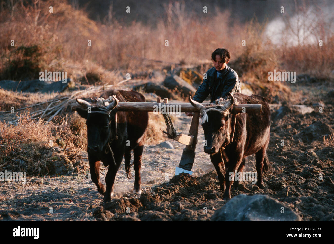 farmer plowing with bullock in the Wolong Valley, China, Himalaya Stock ...