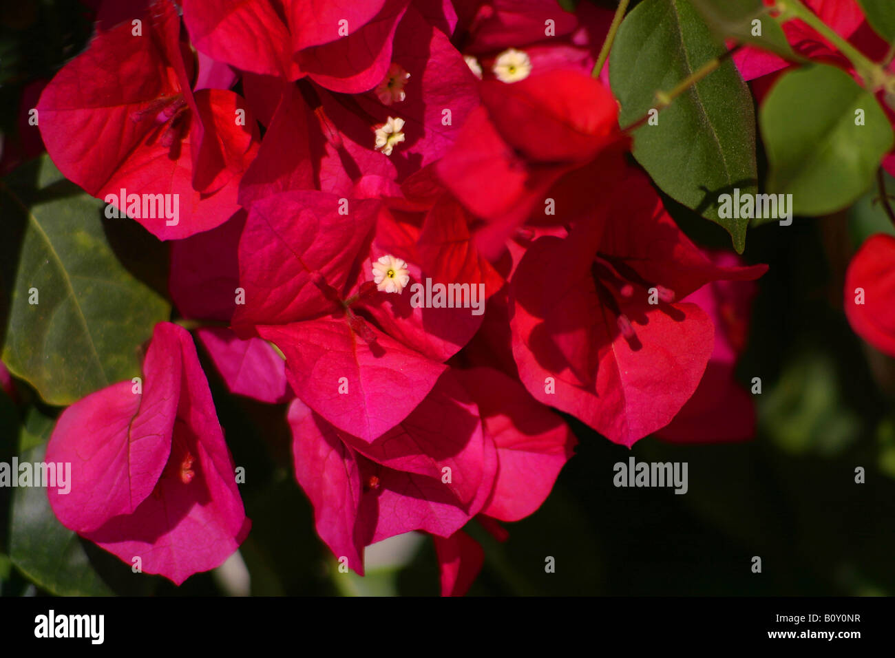 Close up of pink flowers Stock Photo - Alamy