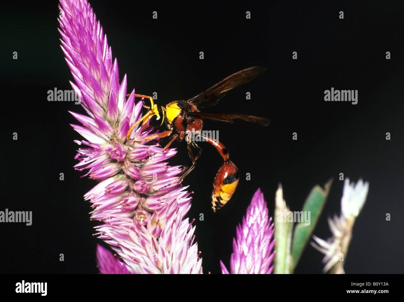 Asian wasp hi-res stock photography and images - Alamy
