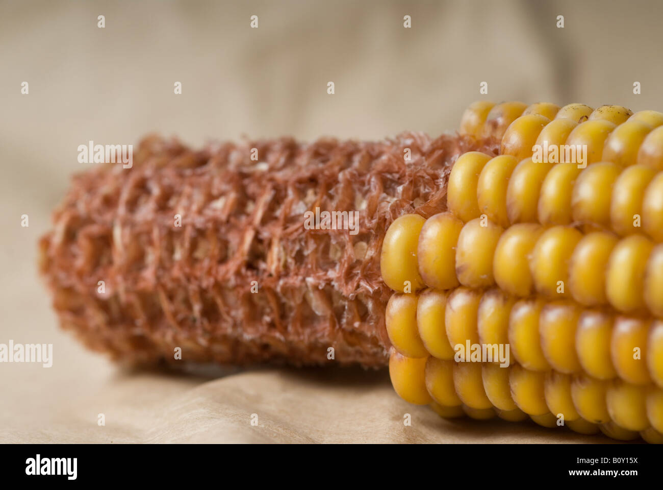 Stock photo of a dry corn on the cob. The cob is dry and the grains may ...