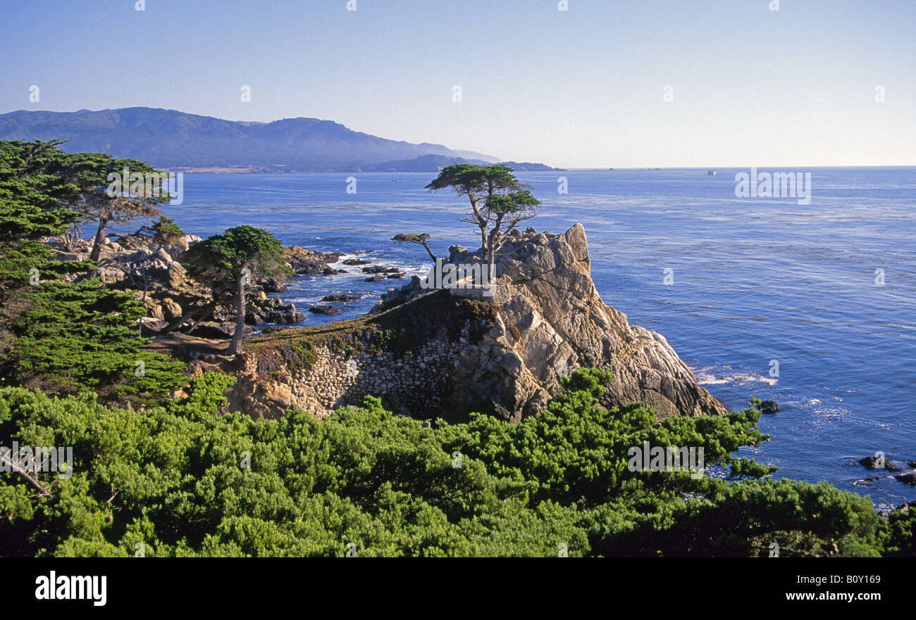 A view of the Lone Cypress tree one of the most famous trees in America ...