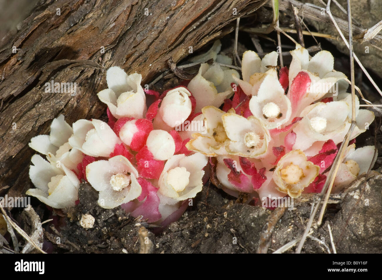 Cytinus hypocistis hi-res stock photography and images - Alamy