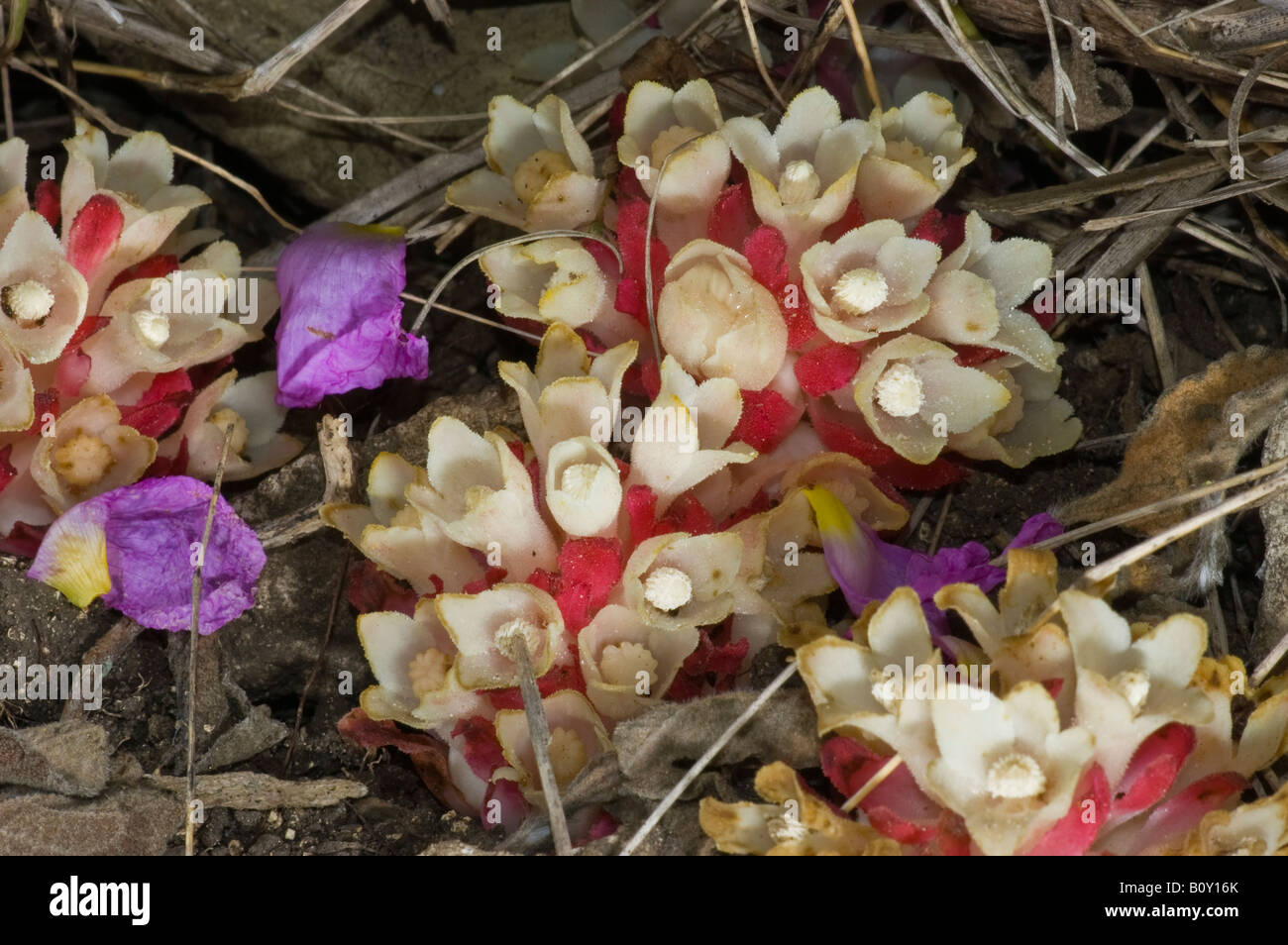 Cytinus hypocistis hi-res stock photography and images - Alamy