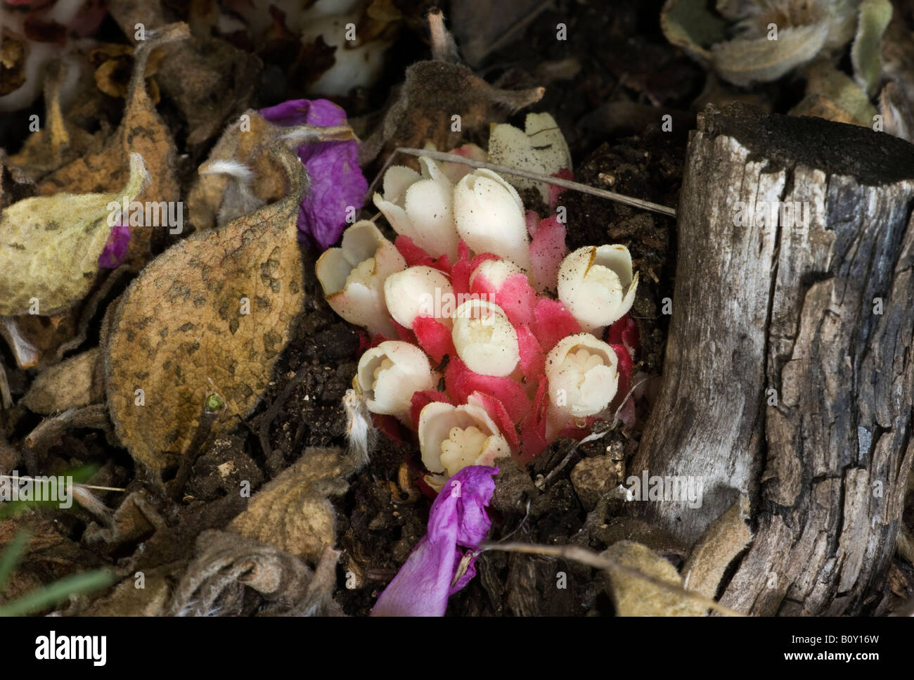 Cytinus hi-res stock photography and images - Alamy