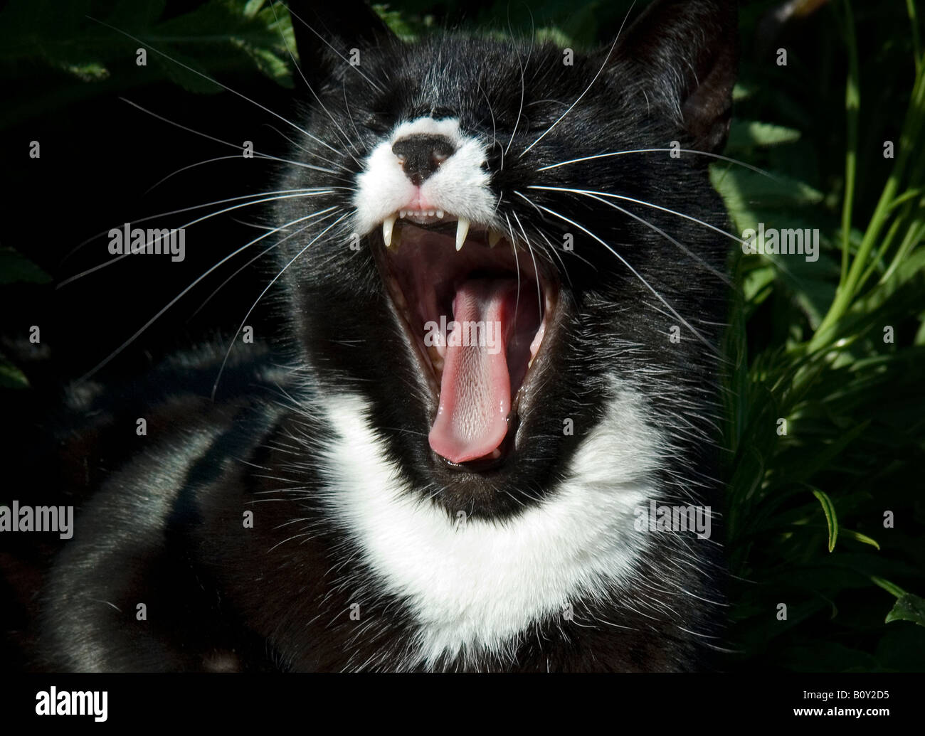 Make a cat yawn hi-res stock photography and images - Alamy