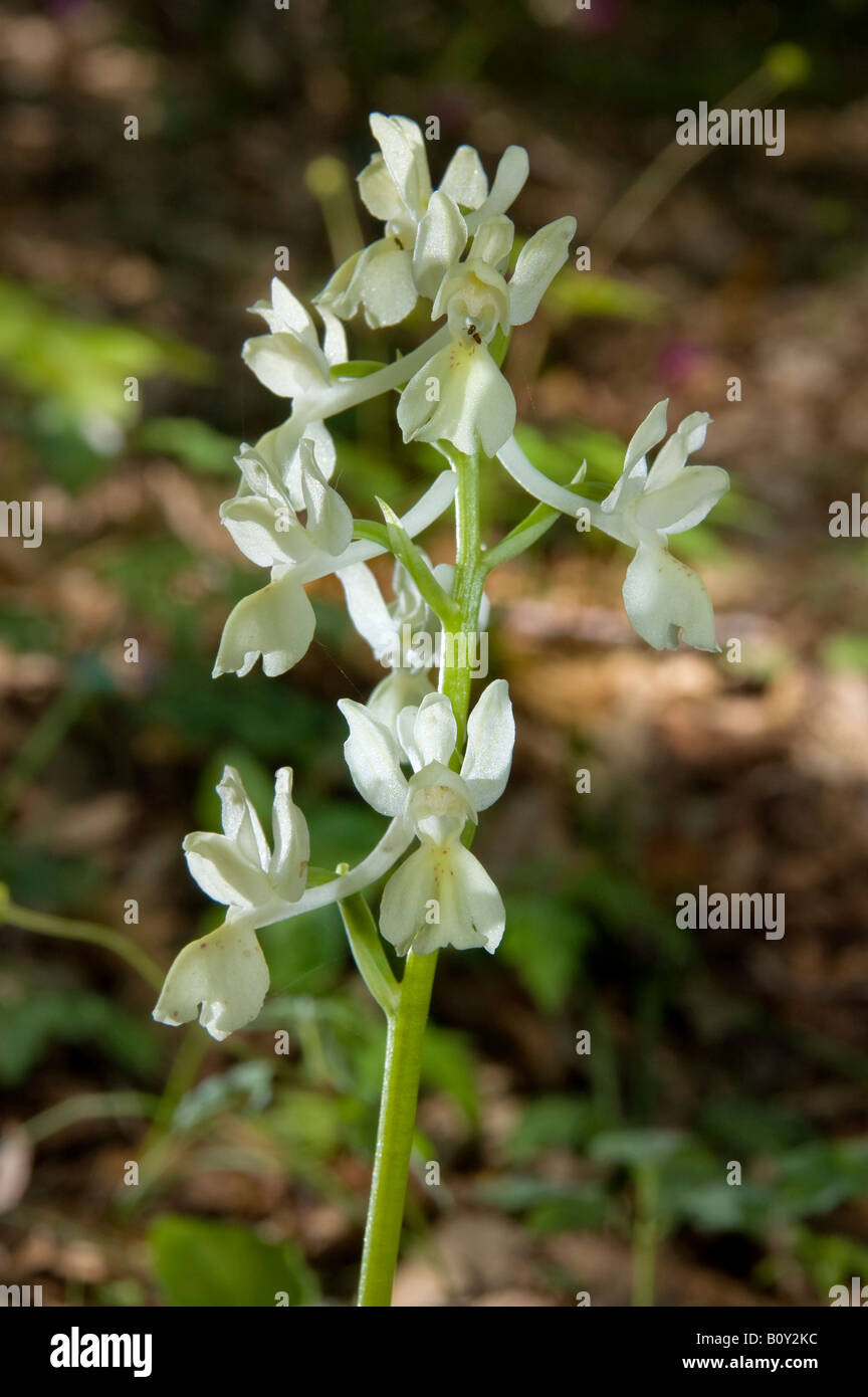 Provincialis hi-res stock photography and images - Alamy