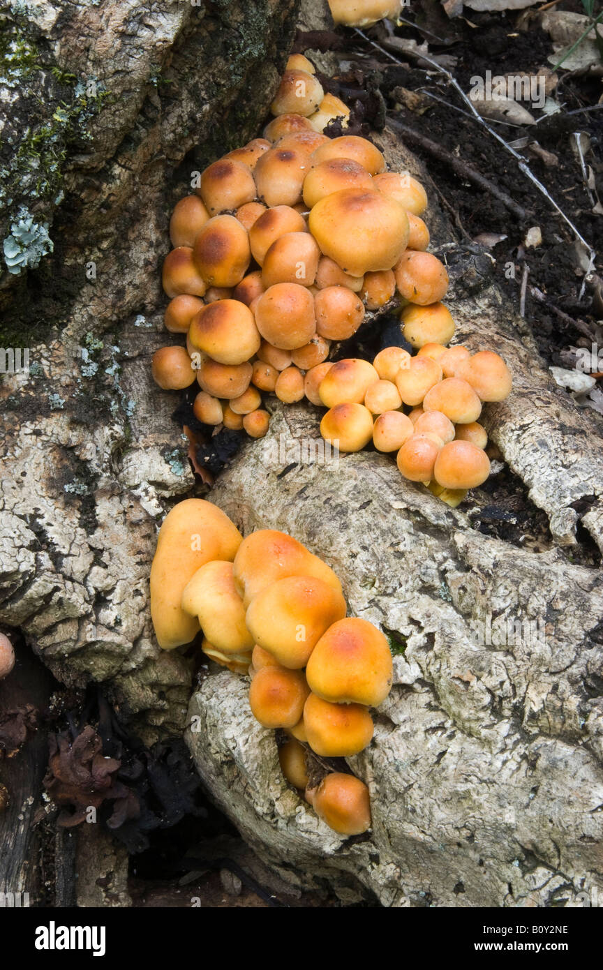 Caps fungus hi-res stock photography and images - Alamy