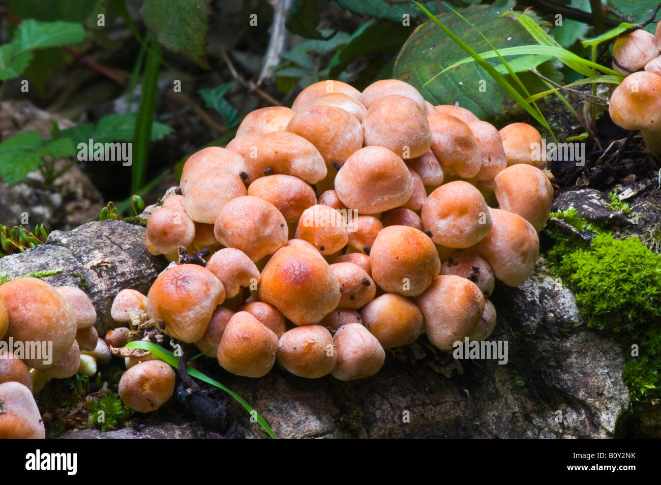 Fungus caps hi-res stock photography and images - Alamy