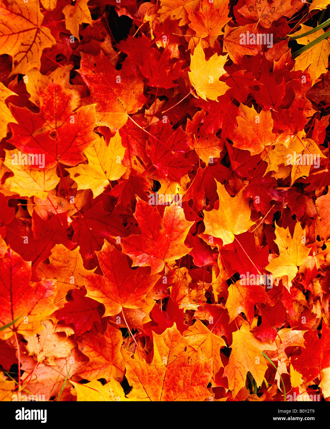 Fallen autumn leaves Stock Photo - Alamy