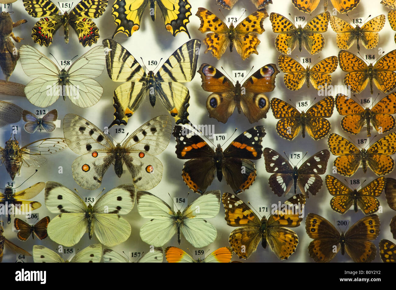 Insects classification hi-res stock photography and images - Alamy