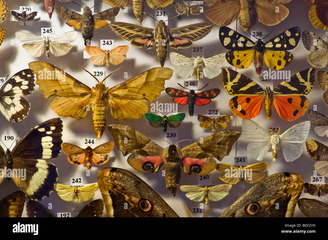 Insects identification hi-res stock photography and images - Alamy