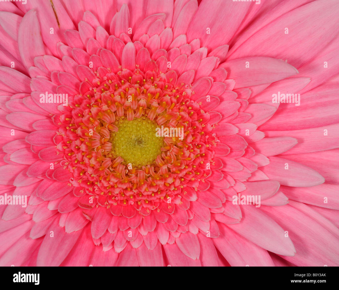 Vivid center hi-res stock photography and images - Alamy