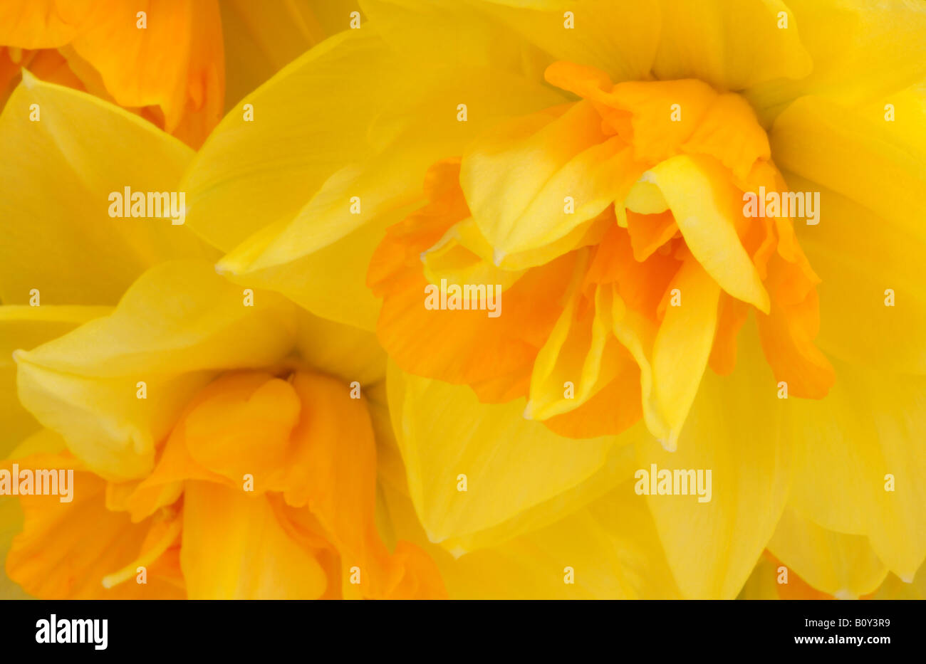 Closeup of double daffodil flowers Stock Photo - Alamy