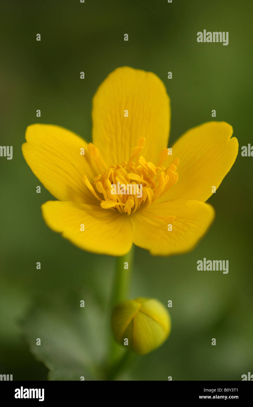 Marsh marigold Caltha palustris Stock Photo - Alamy