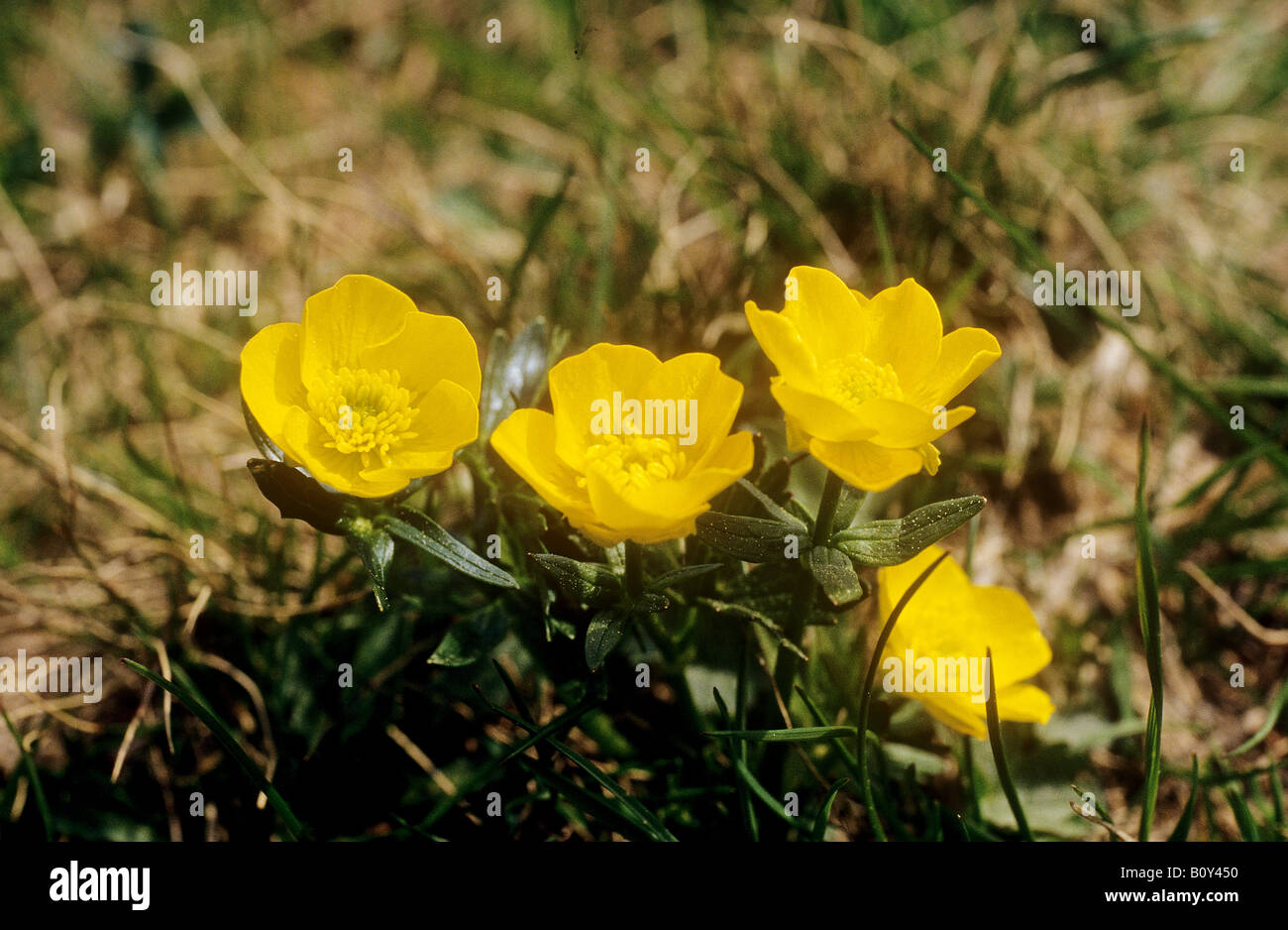 creeping buttercup / Ranunculus repens Stock Photo - Alamy
