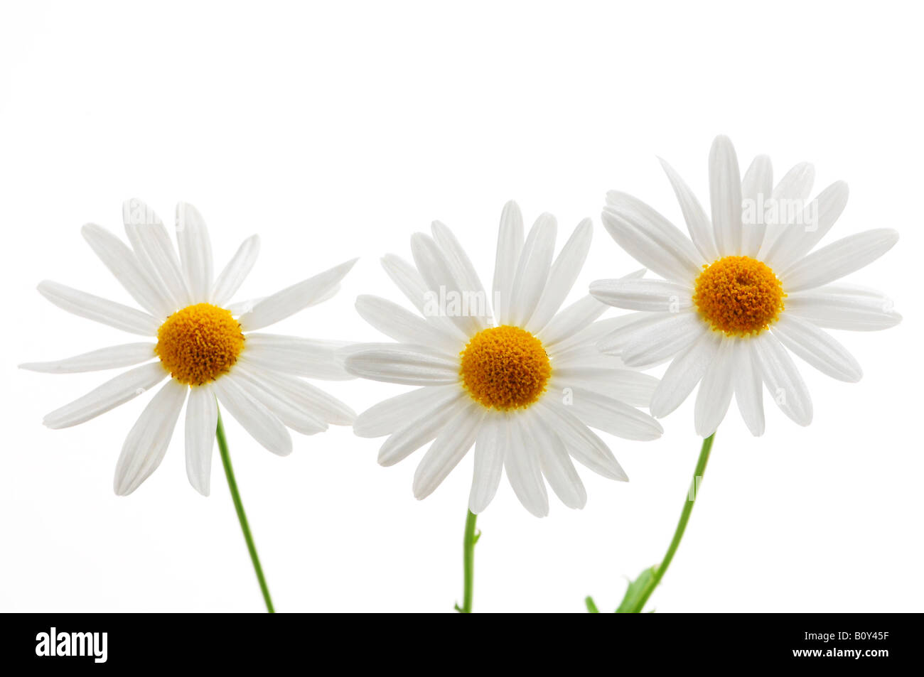 Daisy flowers isolated on white background Stock Photo - Alamy