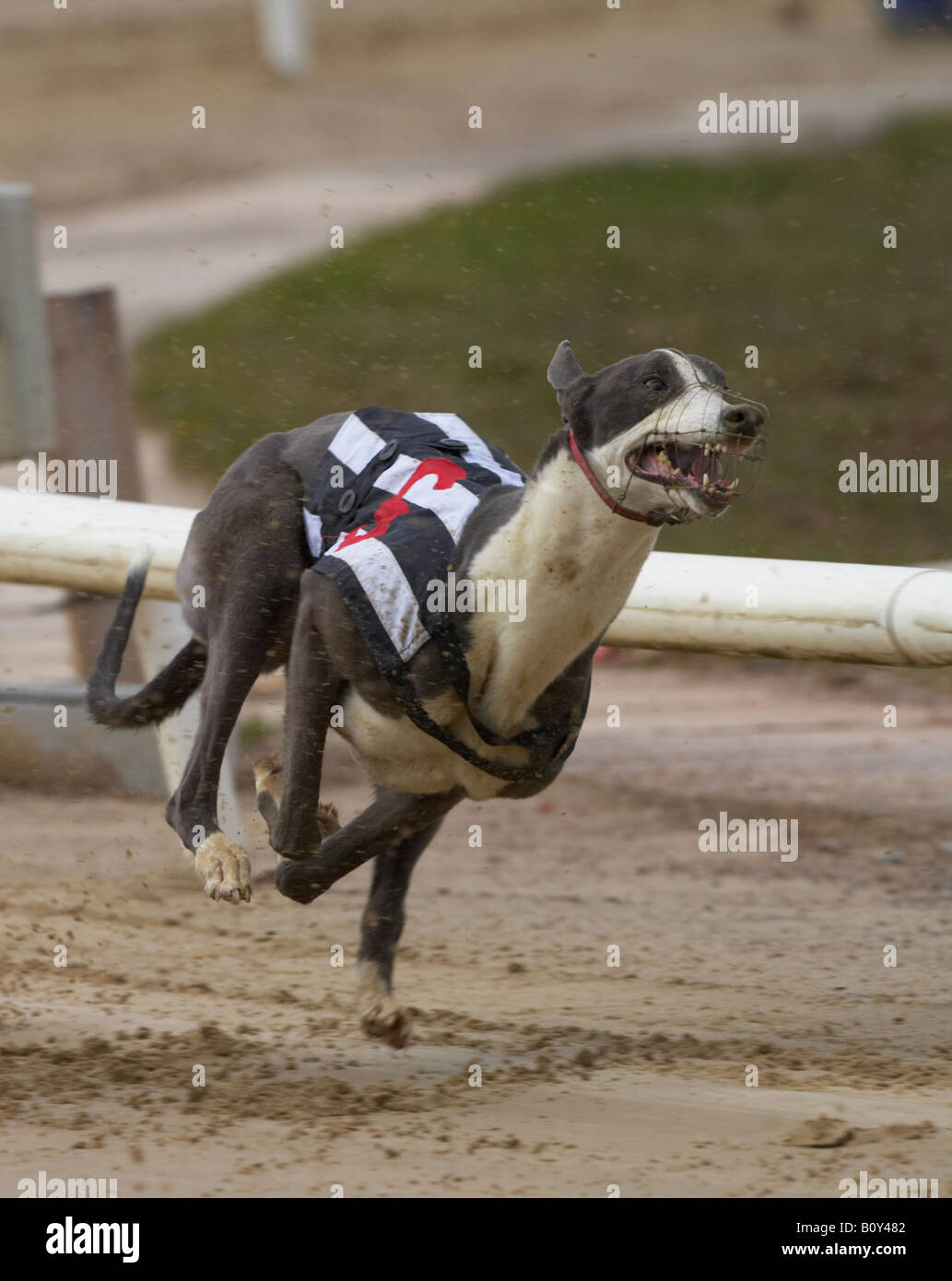 Greyhound dog racing Stock Photo - Alamy