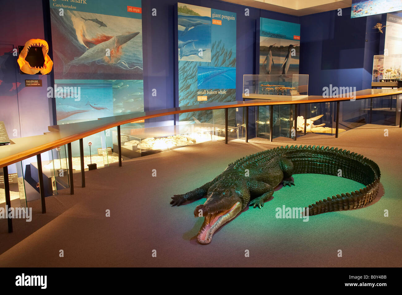 Crocodile Southern Land Display Otago Museum Dunedin South Island New ...
