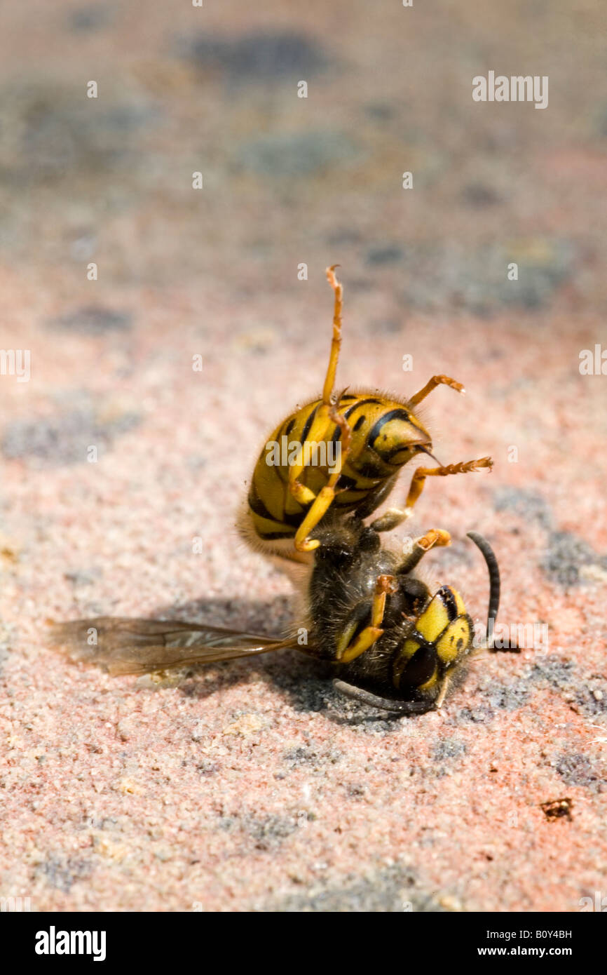 Varroa destructor mites hi-res stock photography and images - Alamy