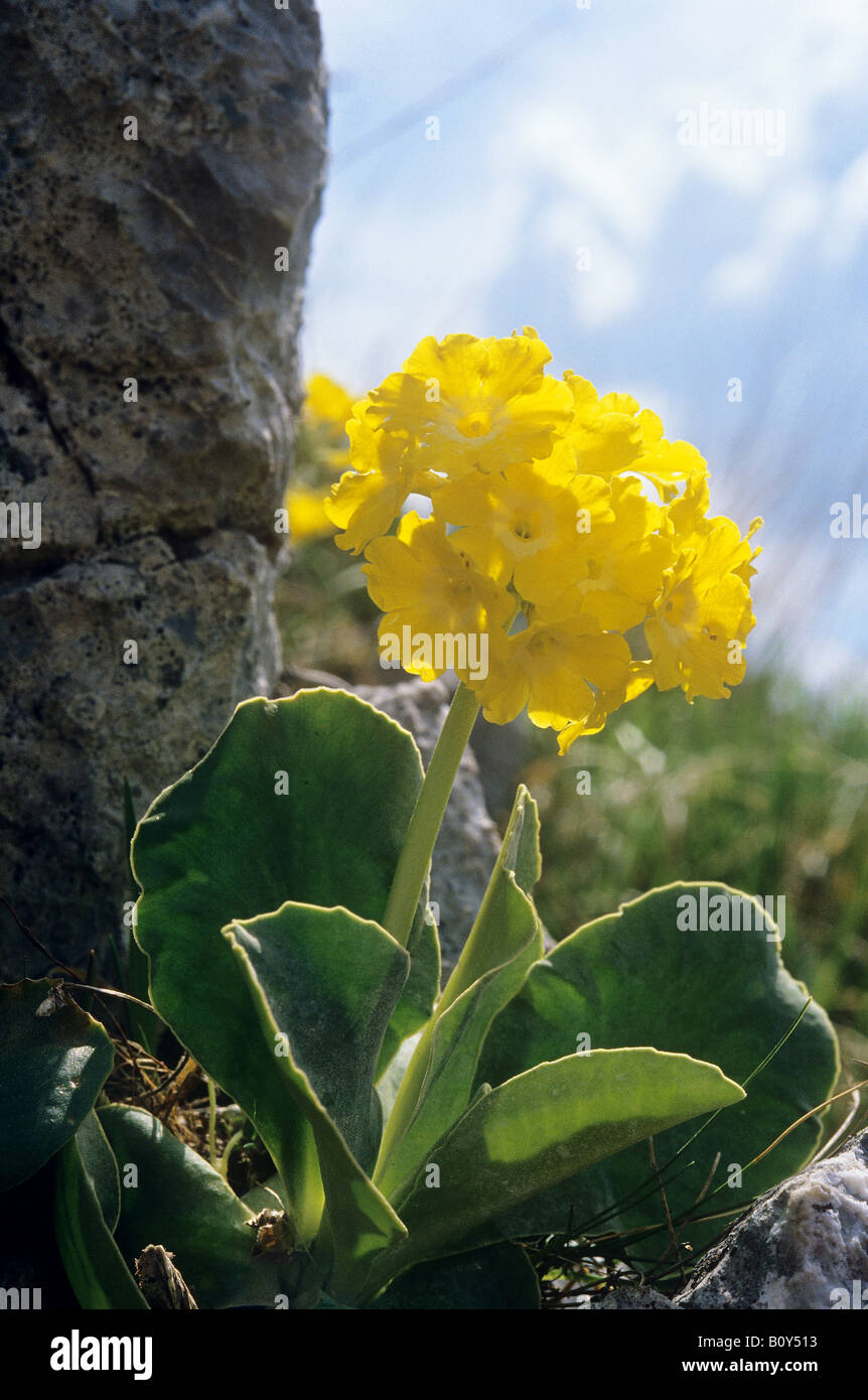 bear's ear / Primula auricula Stock Photo - Alamy