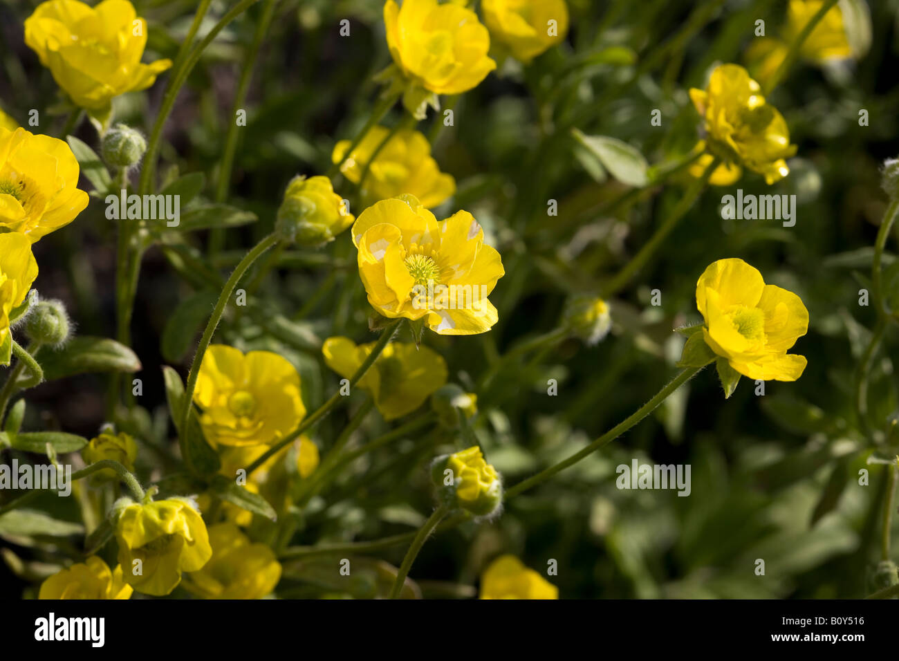 Luddranunkel hi-res stock photography and images - Alamy