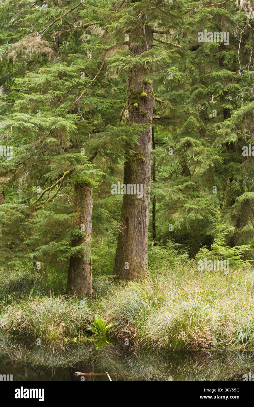 Conifer forest Olympic National Park Washington United States Stock ...