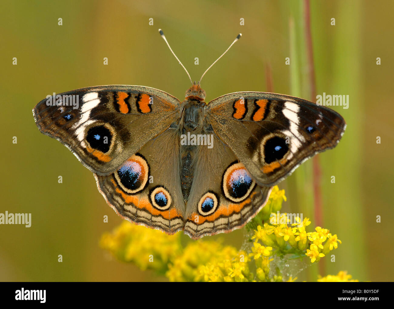 Common buckeye butterfly with spread wings hi-res stock photography and ...
